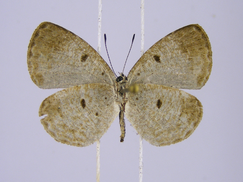 Tetrarhanis ilala · iNaturalist