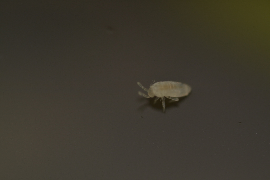 Entomobryoidea in May 2025 by Timothy Lindsey. Found on small pool of ...