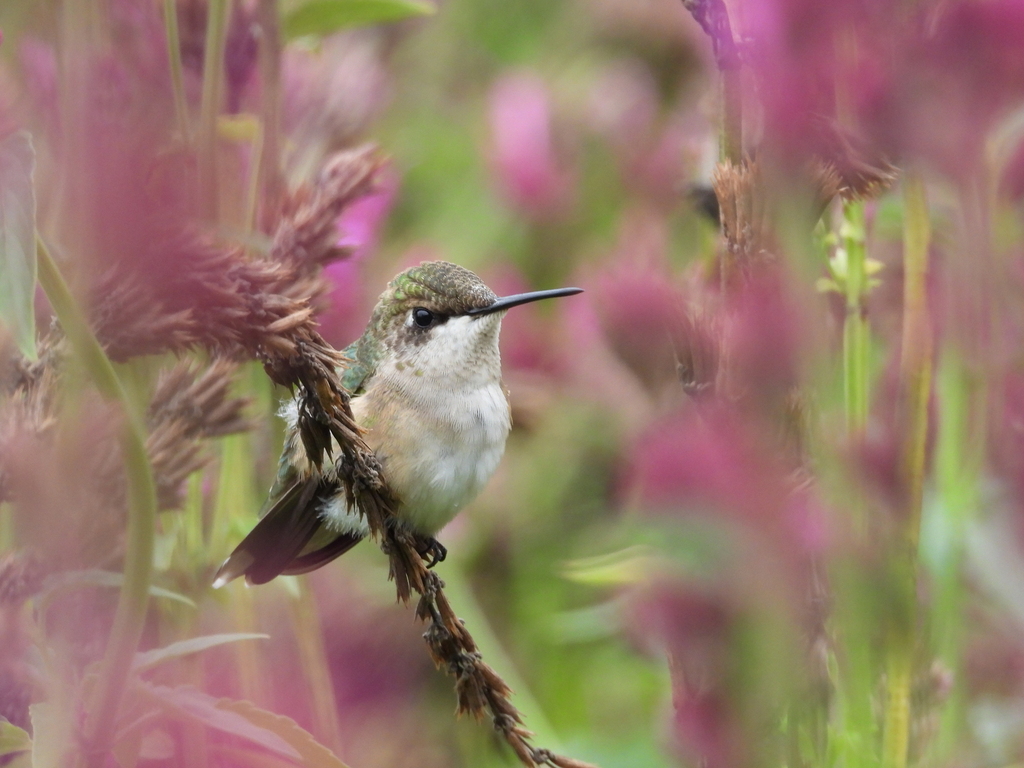 Ruby-throated Hummingbird from Bosque de Chapultepec II Secc, 11100 ...