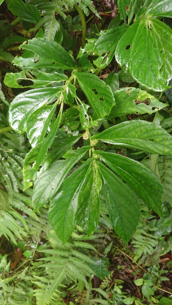(Elatostema edule) - Botanical Realm