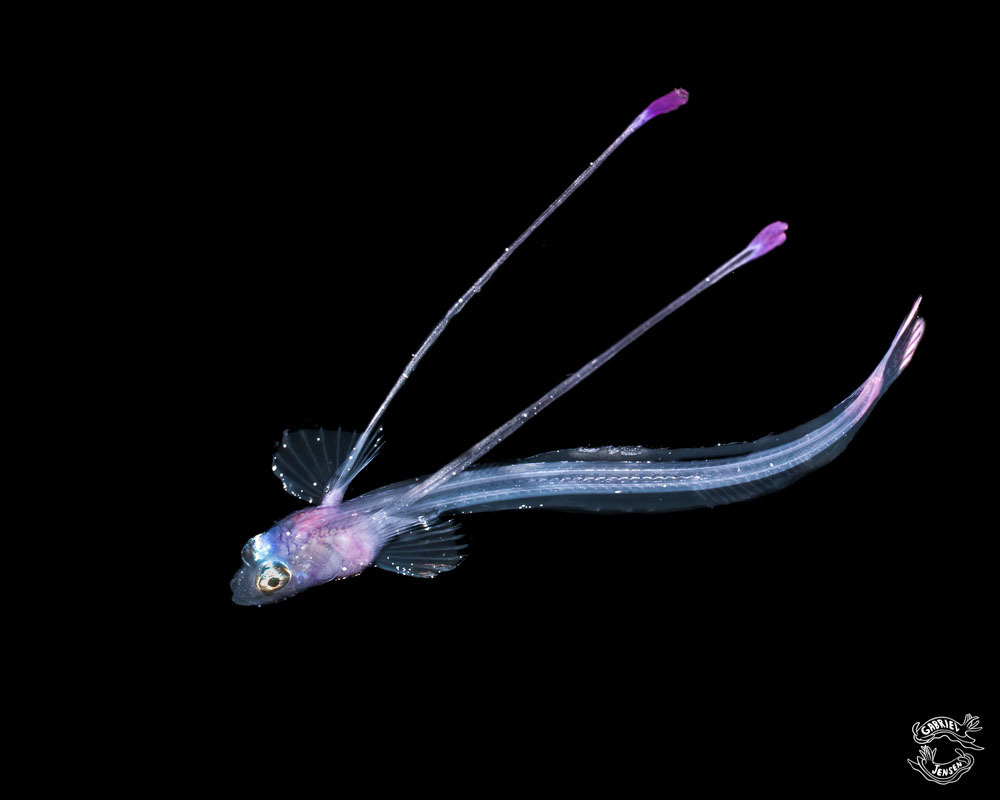 (Ipnops murrayi) - Marine Life Identification