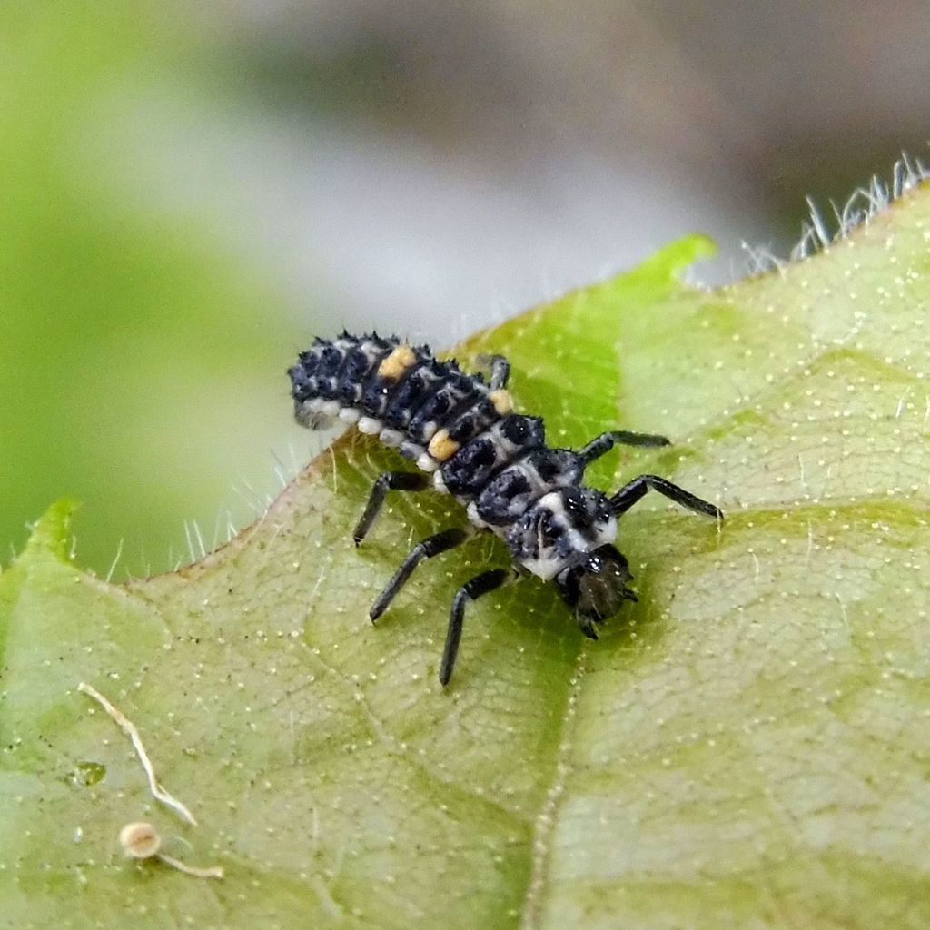 10-spot Ladybird (Conspicuous Ladybirds of Britain) · iNaturalist