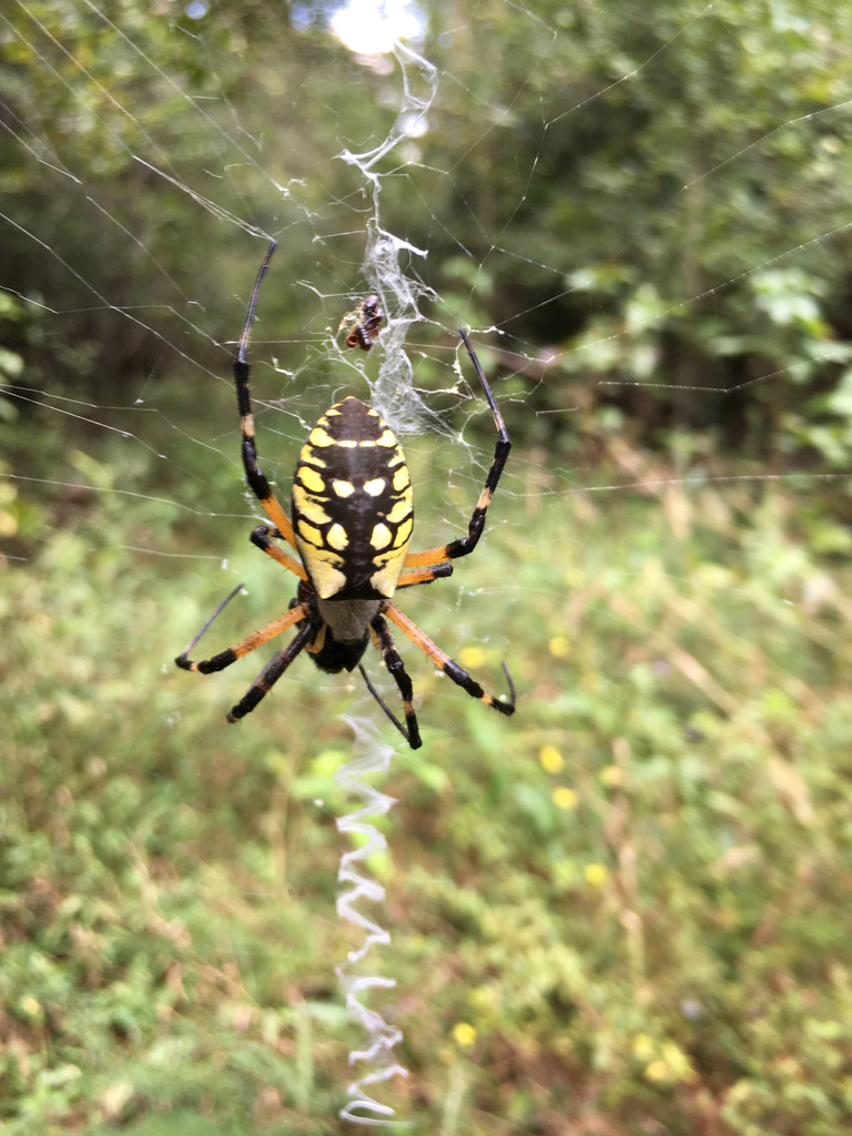 Yellow Garden Spider (A Guide to Spiders) · iNaturalist