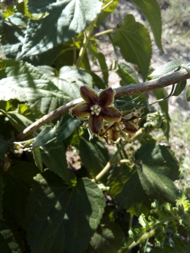 Funastrum elegans from Nicolás Bravo, Pue., México on August 14, 2019 ...