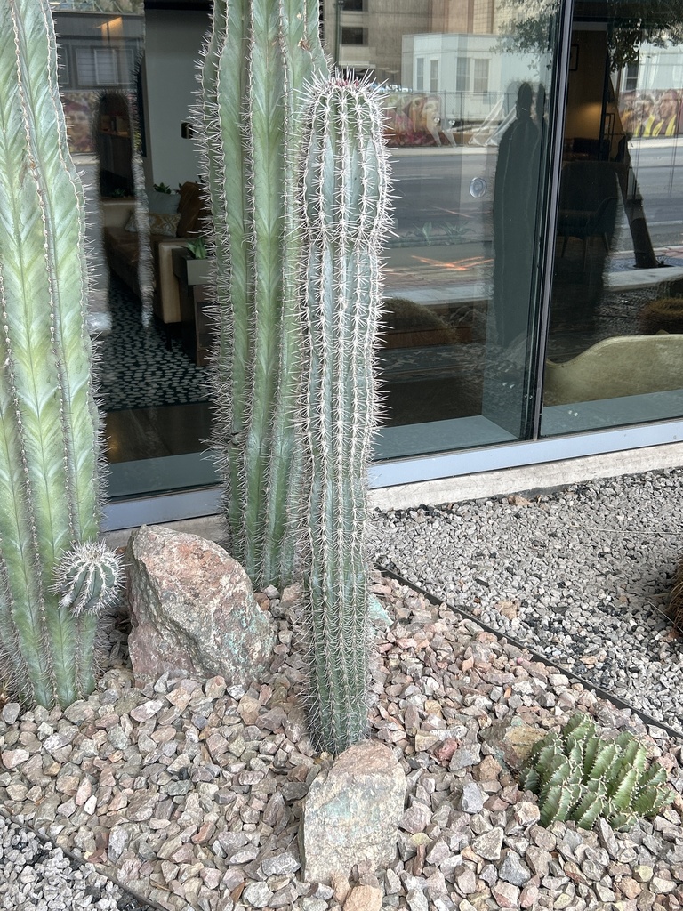 Mexican Giant Cactus from E University Dr, Tempe, AZ, US on May 6, 2025 ...