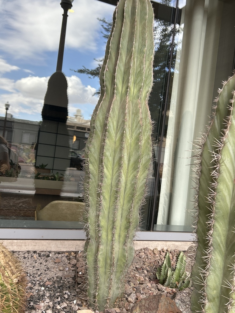 Mexican Giant Cactus from S Myrtle Ave, Tempe, AZ, US on May 6, 2025 at ...