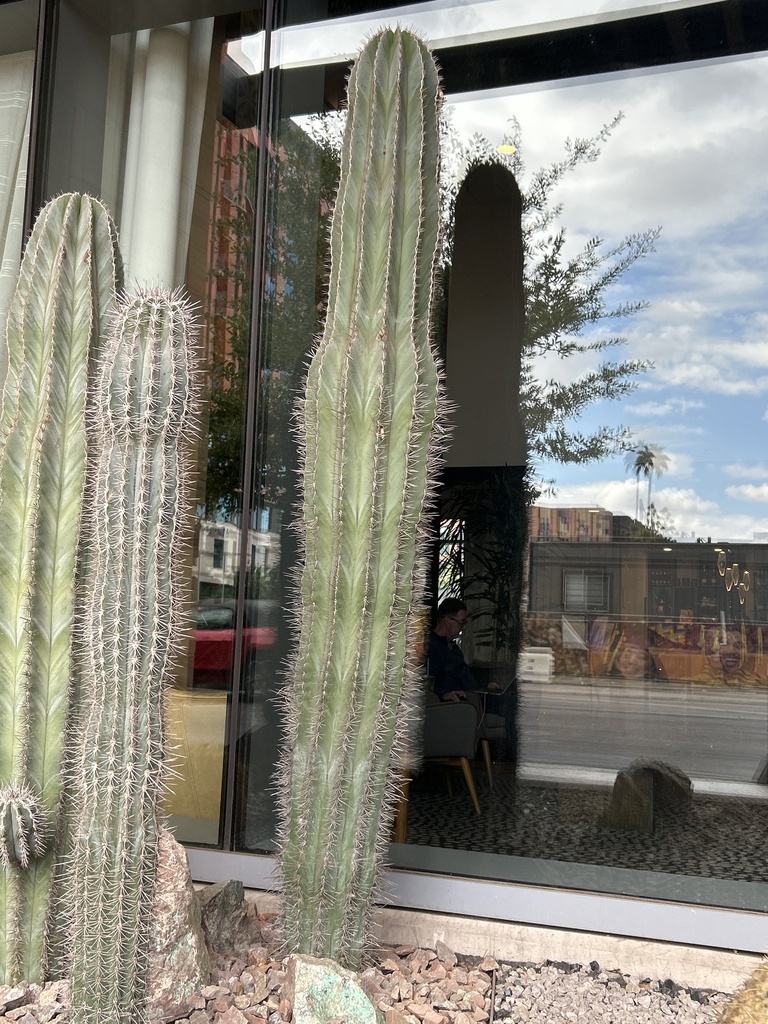 Mexican Giant Cactus from S Myrtle Ave, Tempe, AZ, US on May 6, 2025 at ...