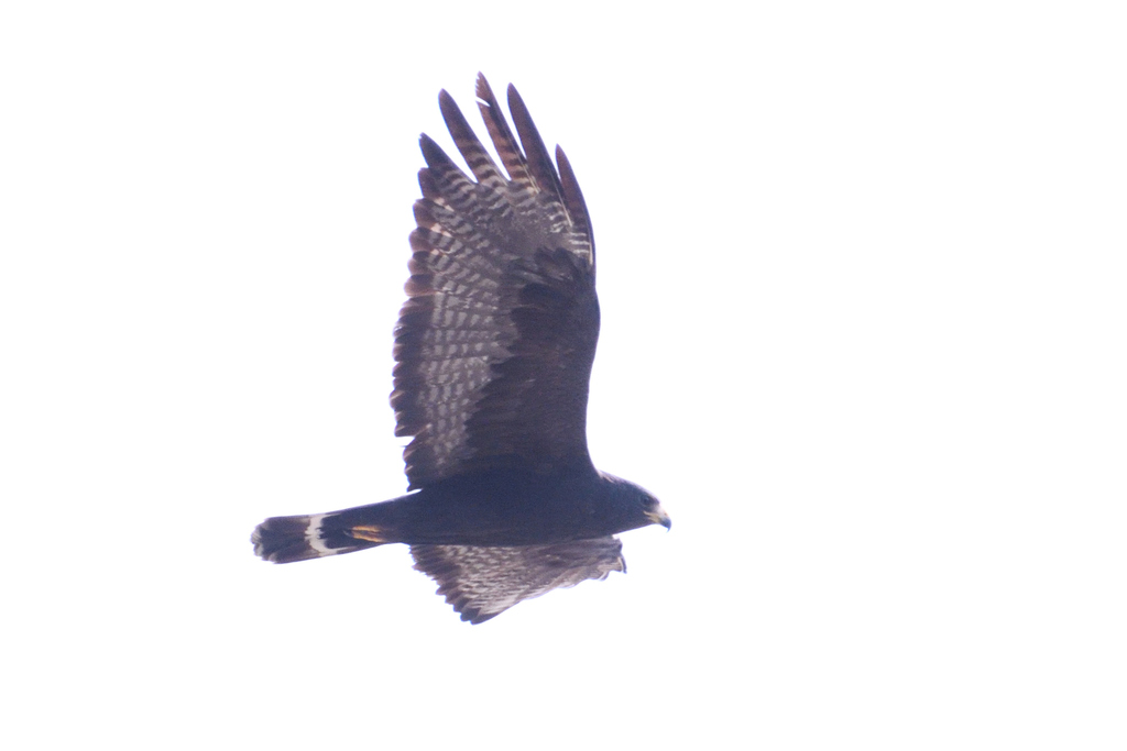 Zone-tailed Hawk from 65150 Bustamante, N.L., México on April 29, 2025 ...