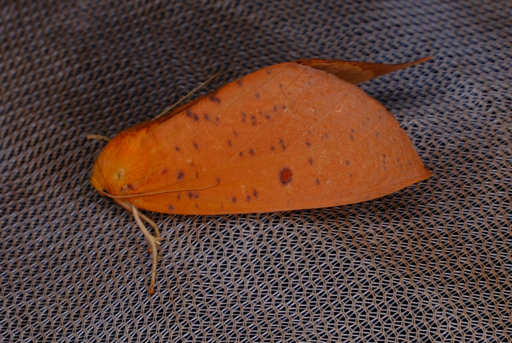Lemon Gum Moth from Lorne VIC 3232, Australia on April 20, 2025 at 07: ...
