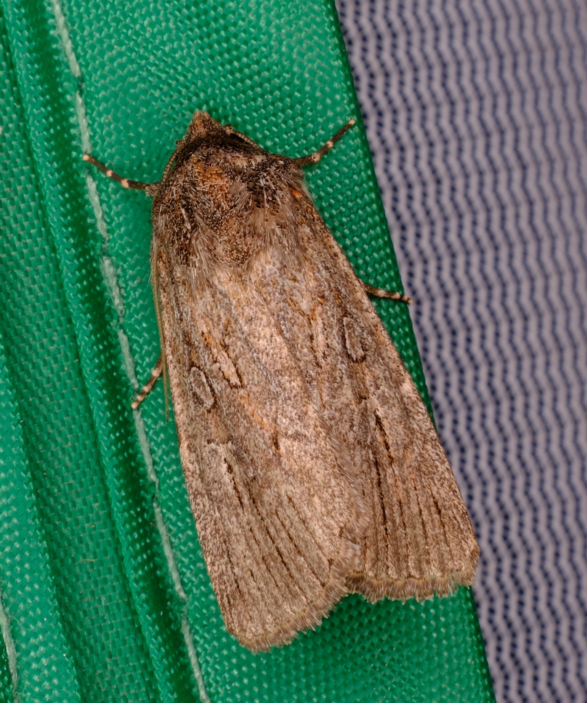 Ectopatria mundoides from Lorne VIC 3232, Australia on April 20, 2025 ...