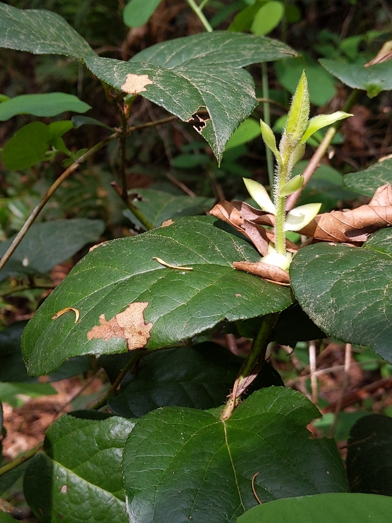 salal in May 2025 by orionlee01 · iNaturalist