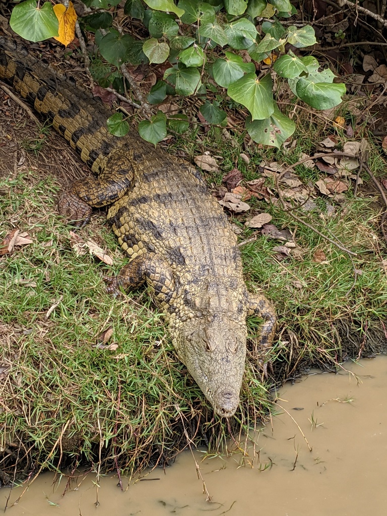 Nile Crocodile from North Uthungulu, South Africa on August 19, 2019 at ...