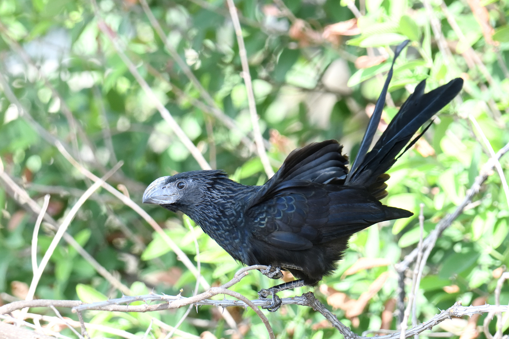Garrapatero pijuy desde Bustamante, N.L., México el 05 de mayo de 2025 ...