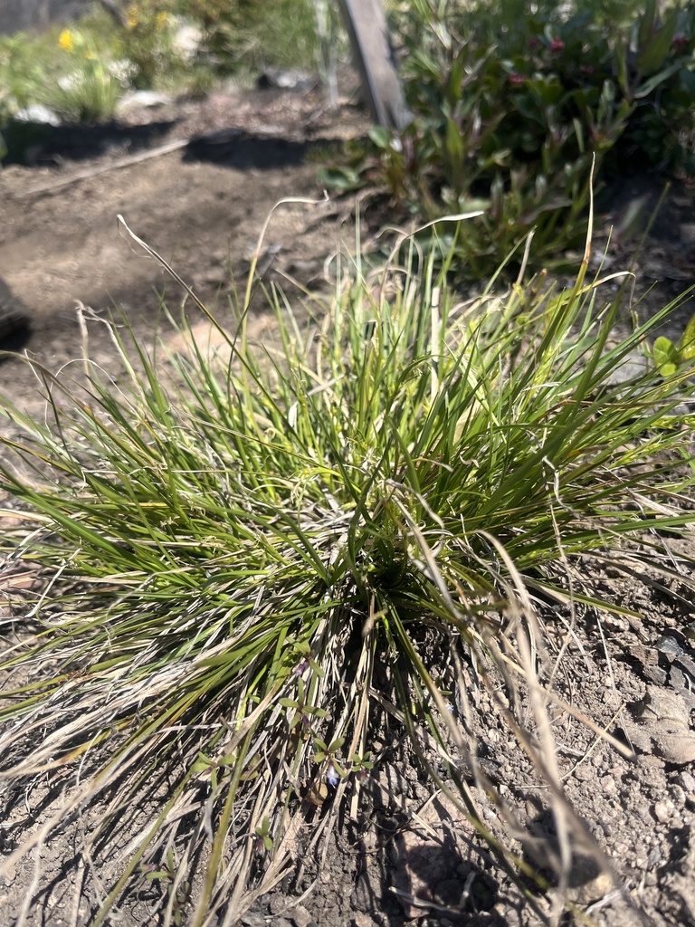 Ross's sedge from Forêt Nationale de Wenatchee, Loomis, WA, US on May ...