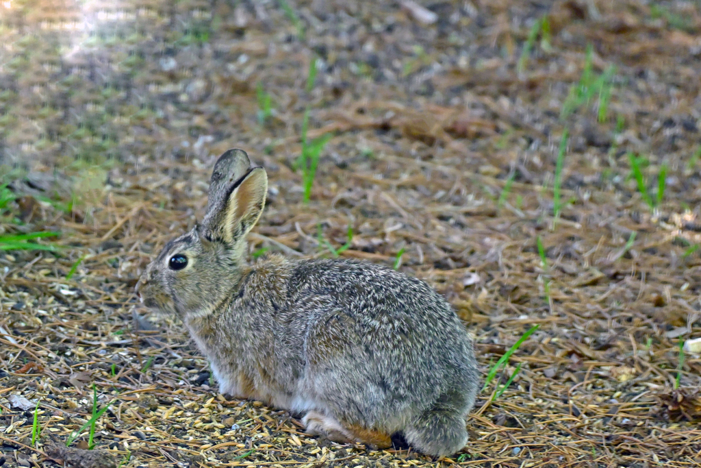 Mountain Cottontail from Awbrey Butte, Bend, OR 97703, USA on May 06 ...