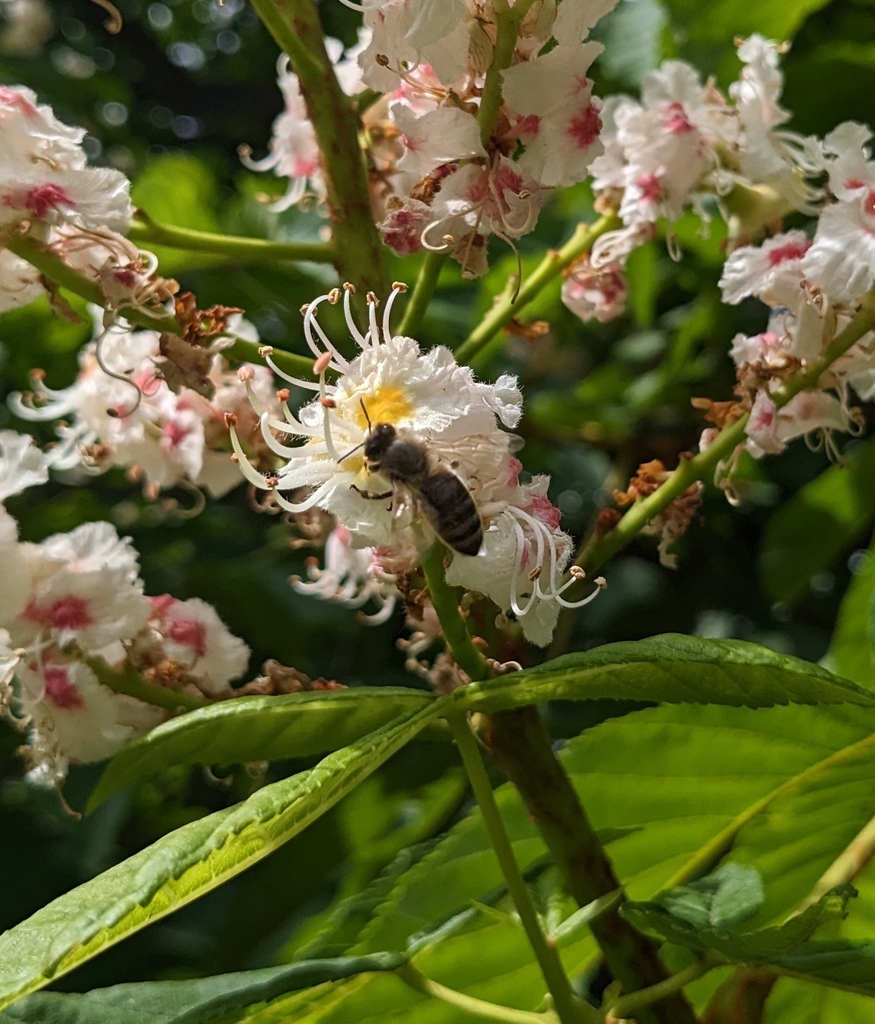Western Honey Bee from Capitol Hill, Seattle, WA, USA on May 06, 2025 ...