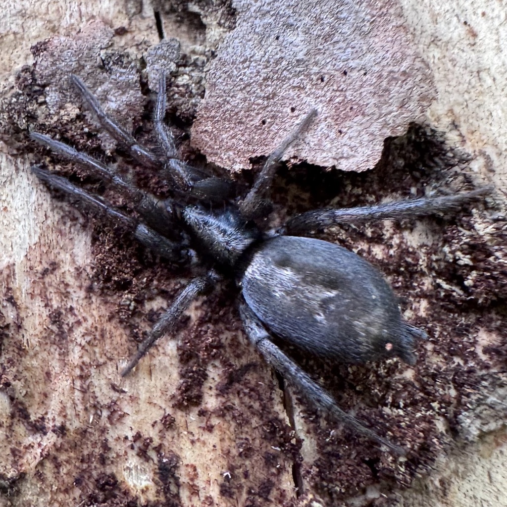 Eastern Parson Spider from Alvin, TX, US on May 06, 2025 at 12:34 PM by ...