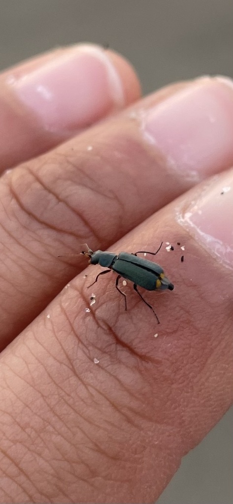 Malachius prolongatus from Honshu, Akita, JP on May 6, 2025 at 05:46 PM ...