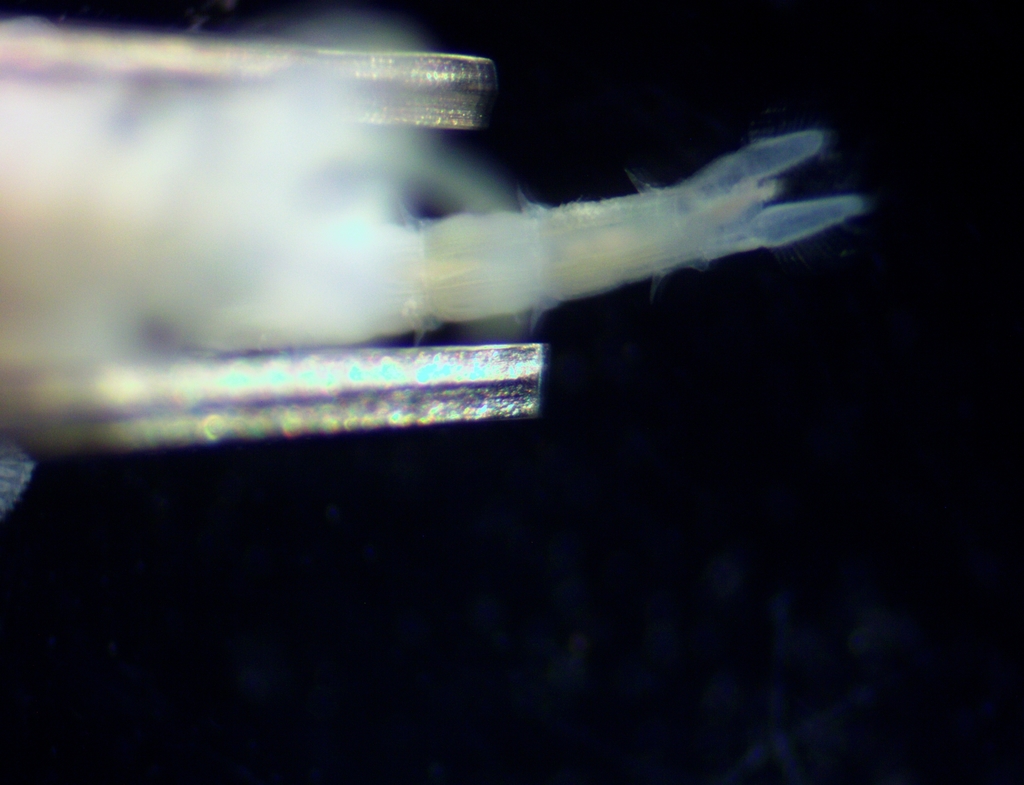 Phallocryptus sublettei from Hudspeth County, TX, USA on September 17 ...