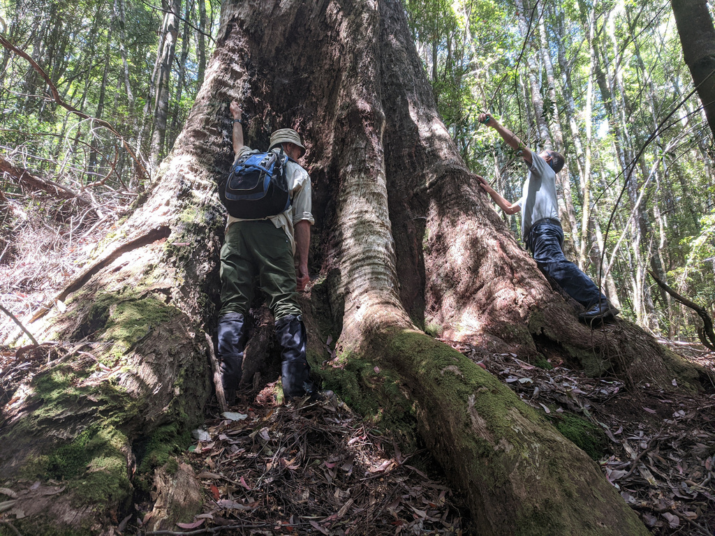 eucalyptus from South Nietta TAS 7315, Australia on January 21, 2025 at ...