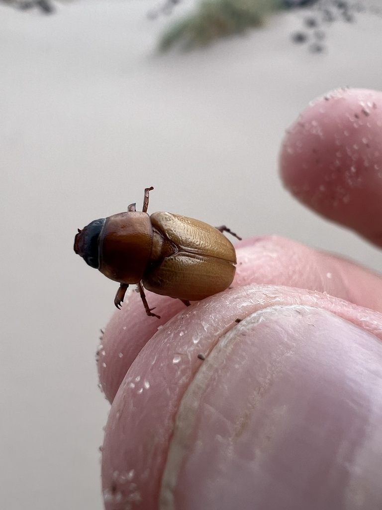 Cyclocephala longula from Amargosa Valley, NV, US on April 30, 2025 at ...
