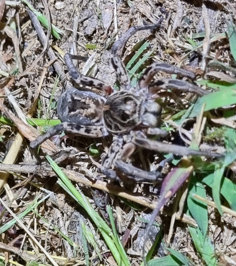 Union-Jack Wolf Spiders from Upper Tenthill QLD 4343, Australia on May ...