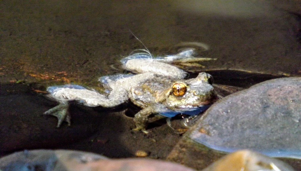 Rocky Mountain Tailed Frog from Powell County, MT, USA on September 1 ...