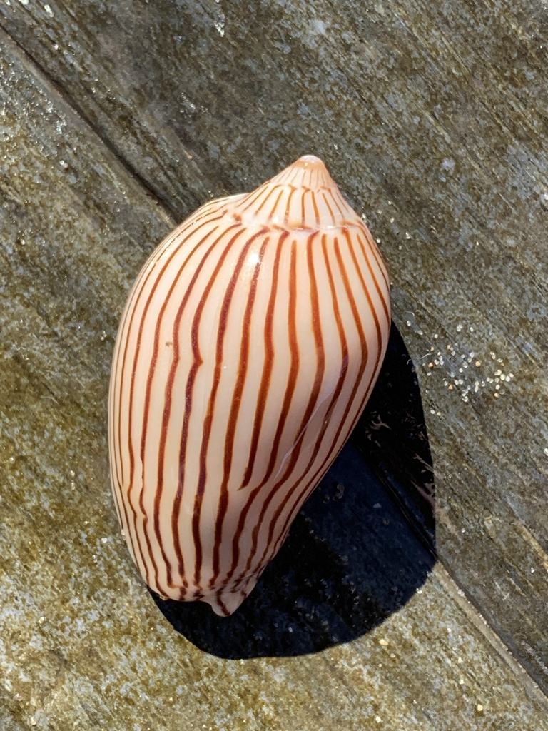 Zebra Volute from Bongil Bongil National Park, Bundagen, NSW, AU on May ...