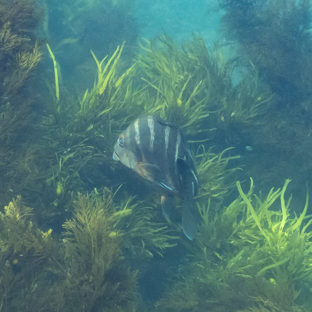 Banded Morwong from Broulee NSW 2537, Australia on May 7, 2025 at 09:46 ...