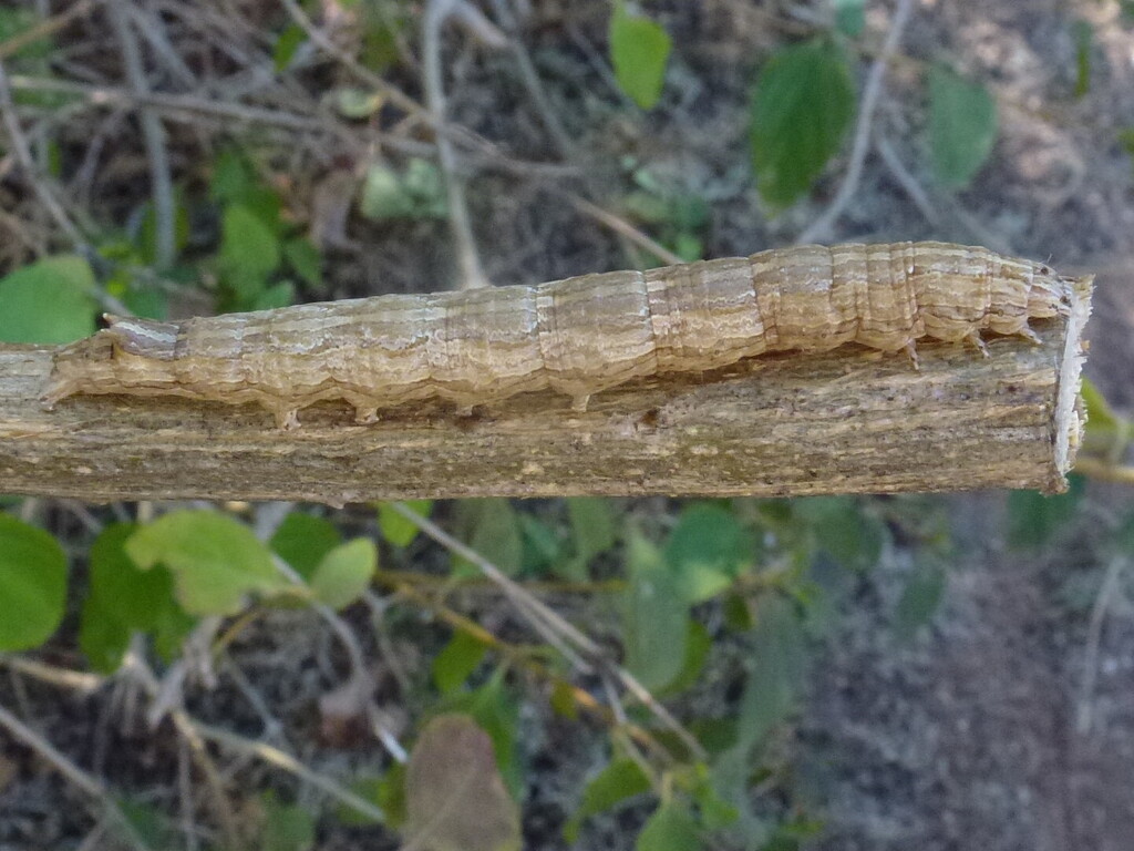Lantana Stick Moth from Lower Mitcham. SA, Australia on May 2, 2025 at ...