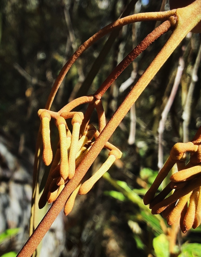 drooping mistletoe from Hassans Walls Reserve, Lithgow NSW 2790 ...
