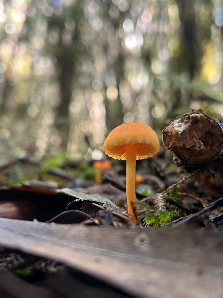 Waxcaps from Pureora, Waikato, NZ on May 4, 2025 at 01:15 PM by Yue ...