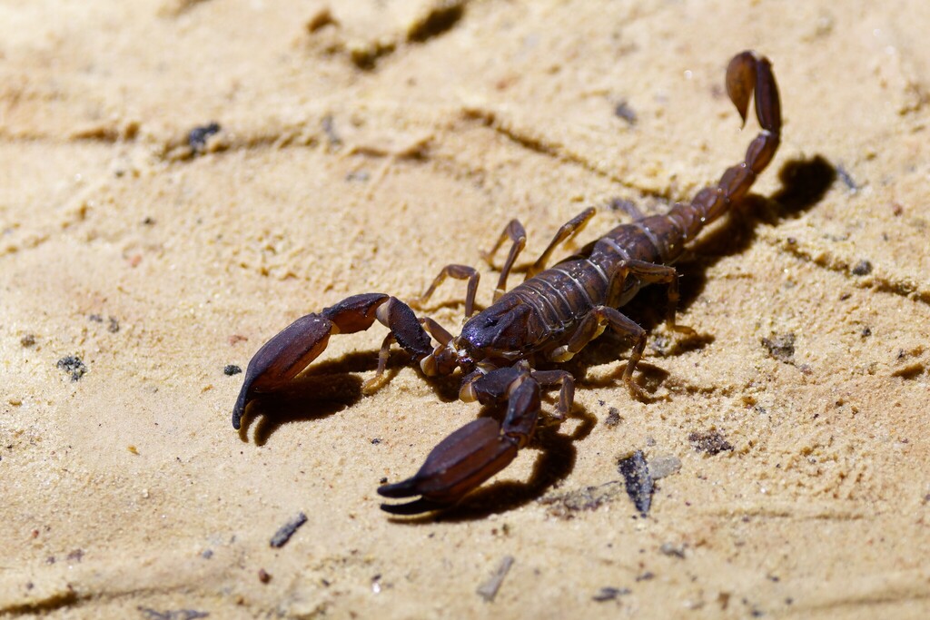 Chaerilus stockmannorum from Khlong Thom Nuea, Khlong Thom District ...