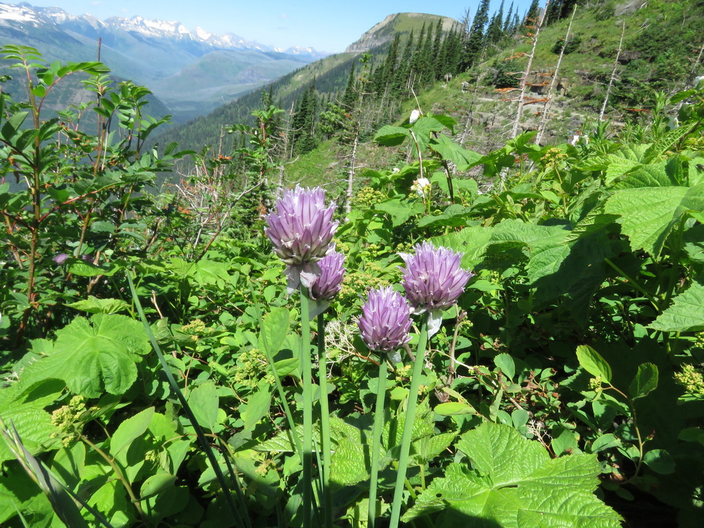 Giant Chives from Highline Trail, West Glacier, MT, United States on ...