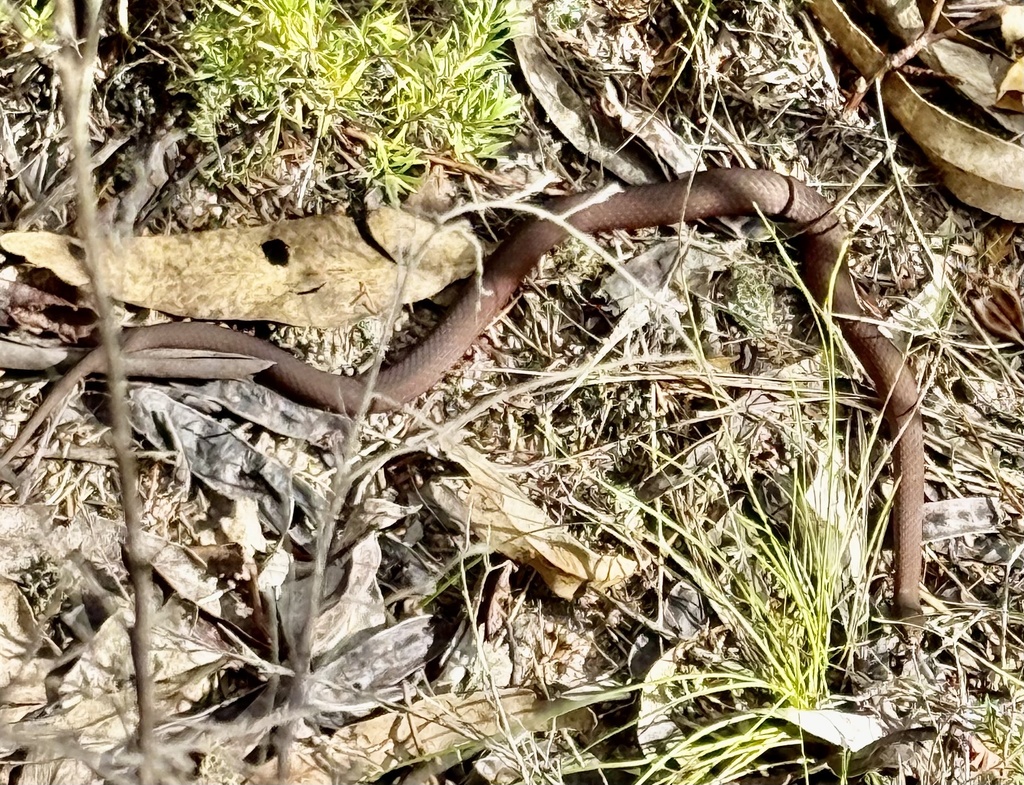 Australian Elapids (inc. Sea Snakes) from Tidbinbilla Nature Reserve ...