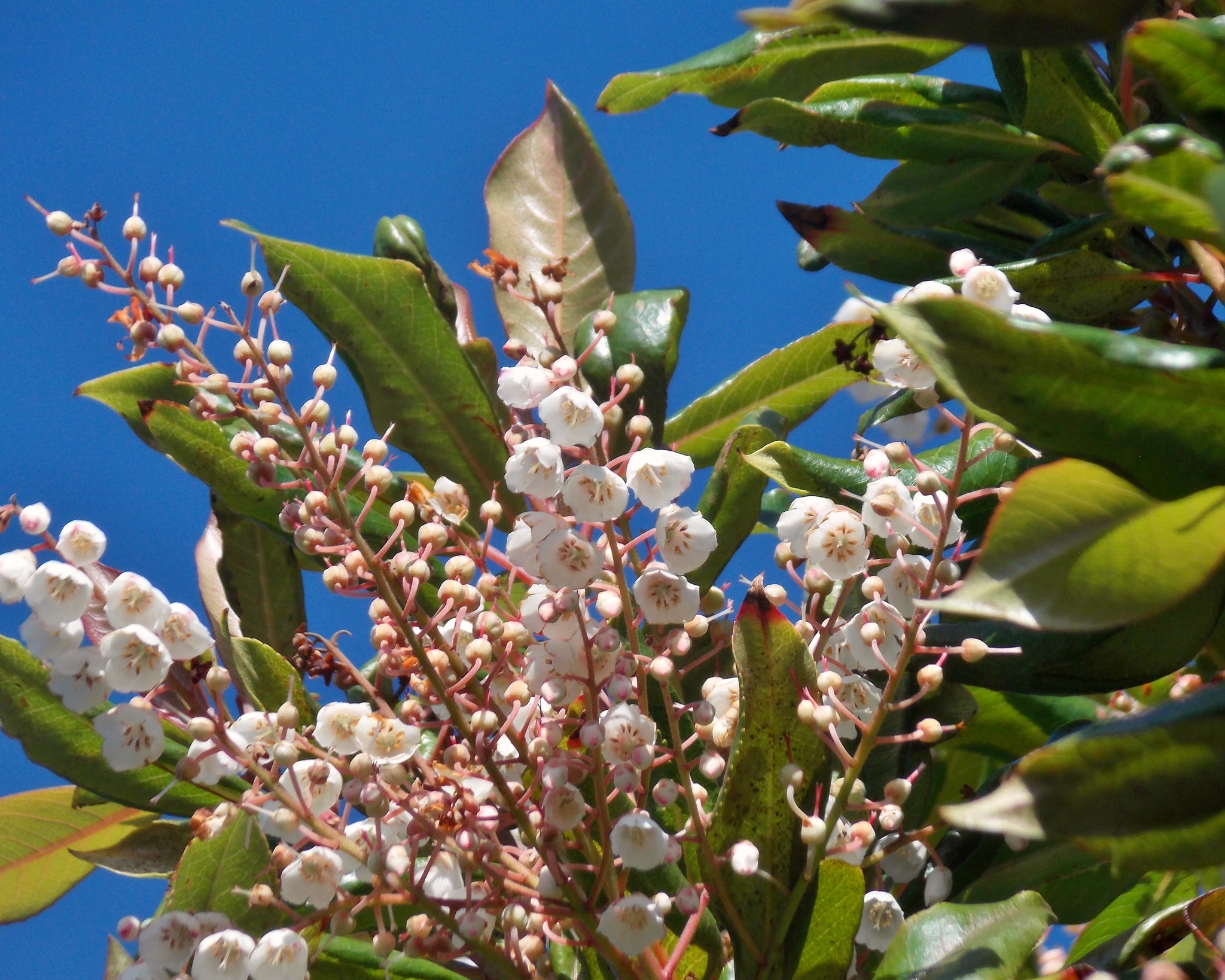 Lily Of The Valley Tree