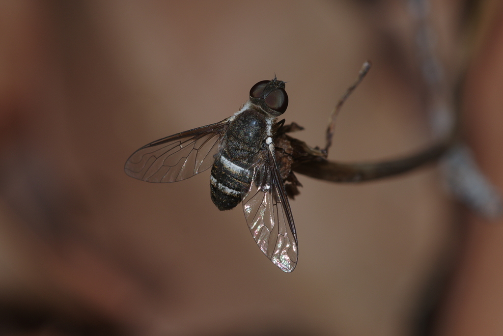 banded bee flies from Whiteman WA 6068, Australia on February 16, 2025 ...