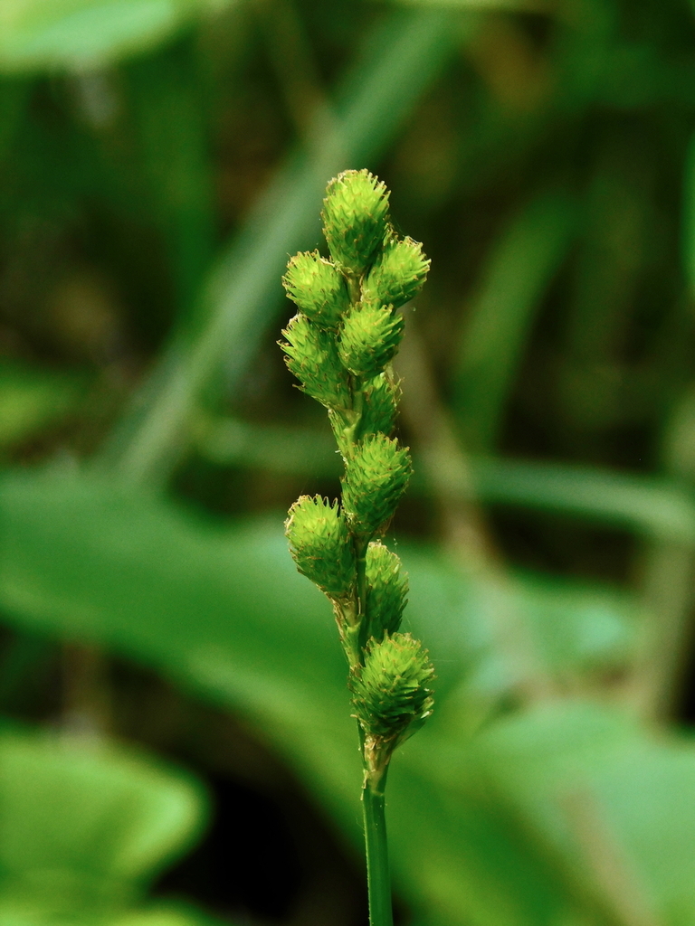 blunt broom sedge from Mason Farm Biological Reserve, Chapel Hill, NC ...