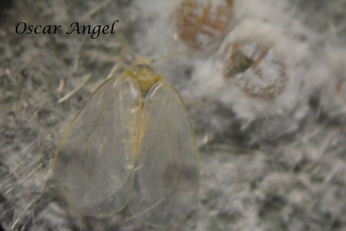 Aleurodicus juleikae · iNaturalist Mexico