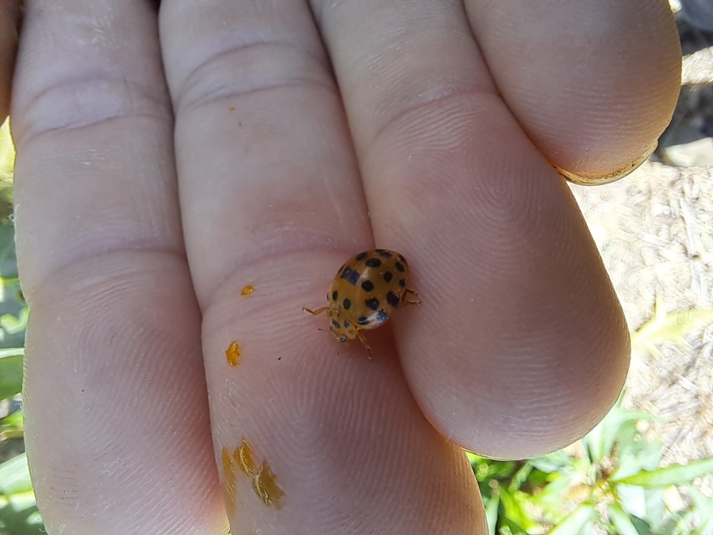 Hadda Beetle from Toogoolawah QLD 4313, Australia on May 7, 2025 at 01: ...