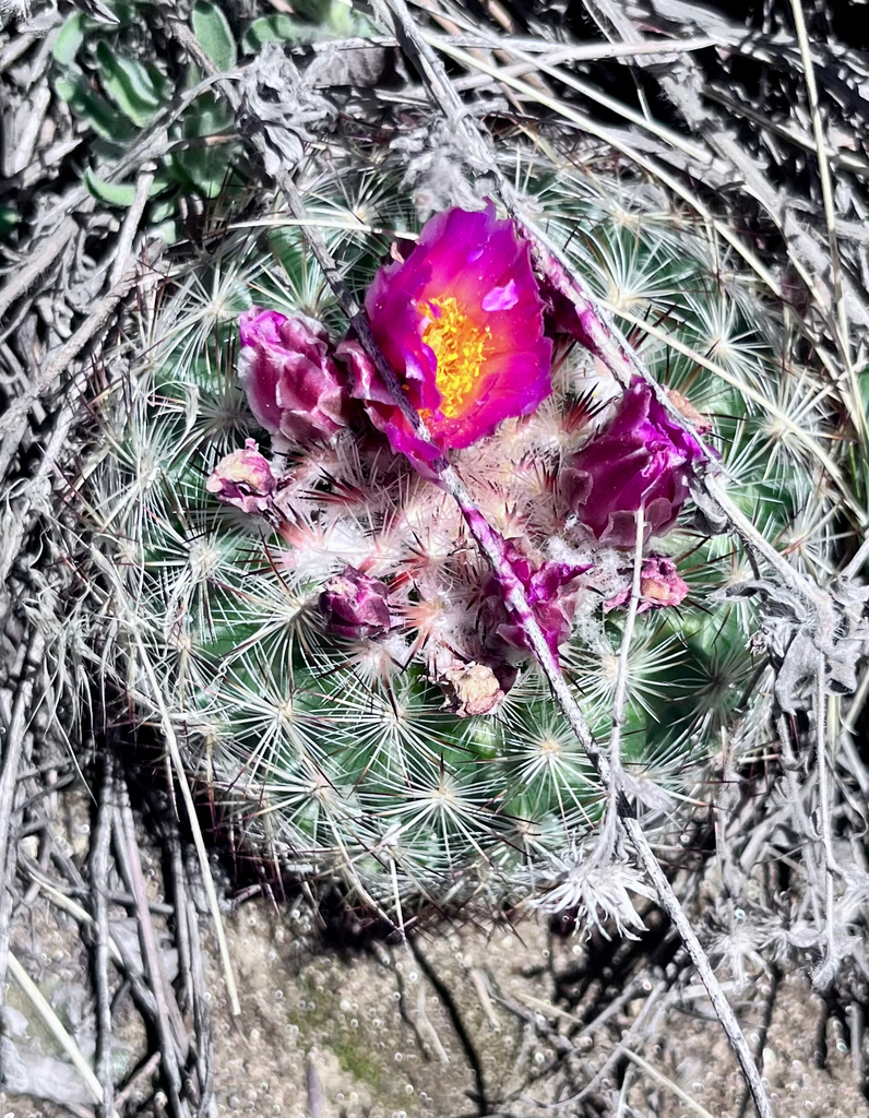 Mountain Ball Cactus from Mustang Trail, Golden, CO, US on May 3, 2025 ...