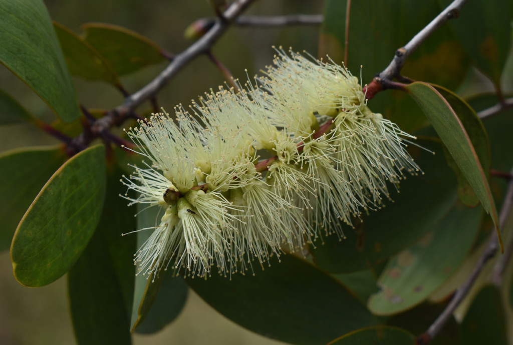 Broad Leaved Tea Tree (Melaleuca viridiflora) - Botanical Realm
