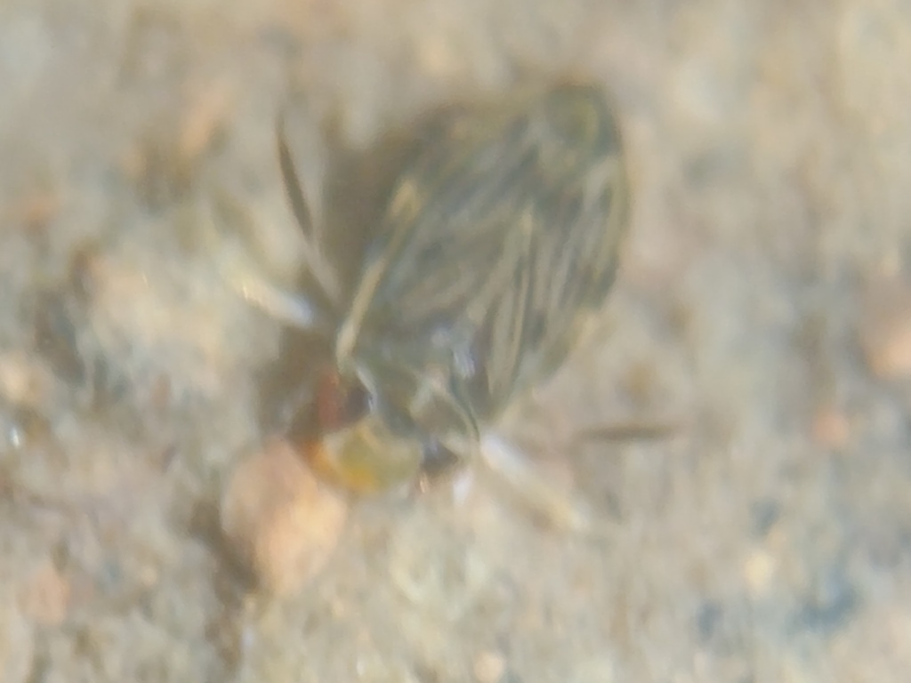 Micronecta from Adelaide SA, Australia on May 7, 2025 at 08:00 PM by ...