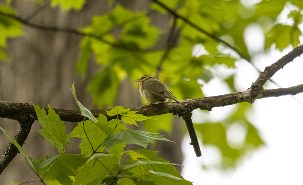 Worm-eating Warbler from Owsley County, Kentucky, USA on April 27, 2024 ...