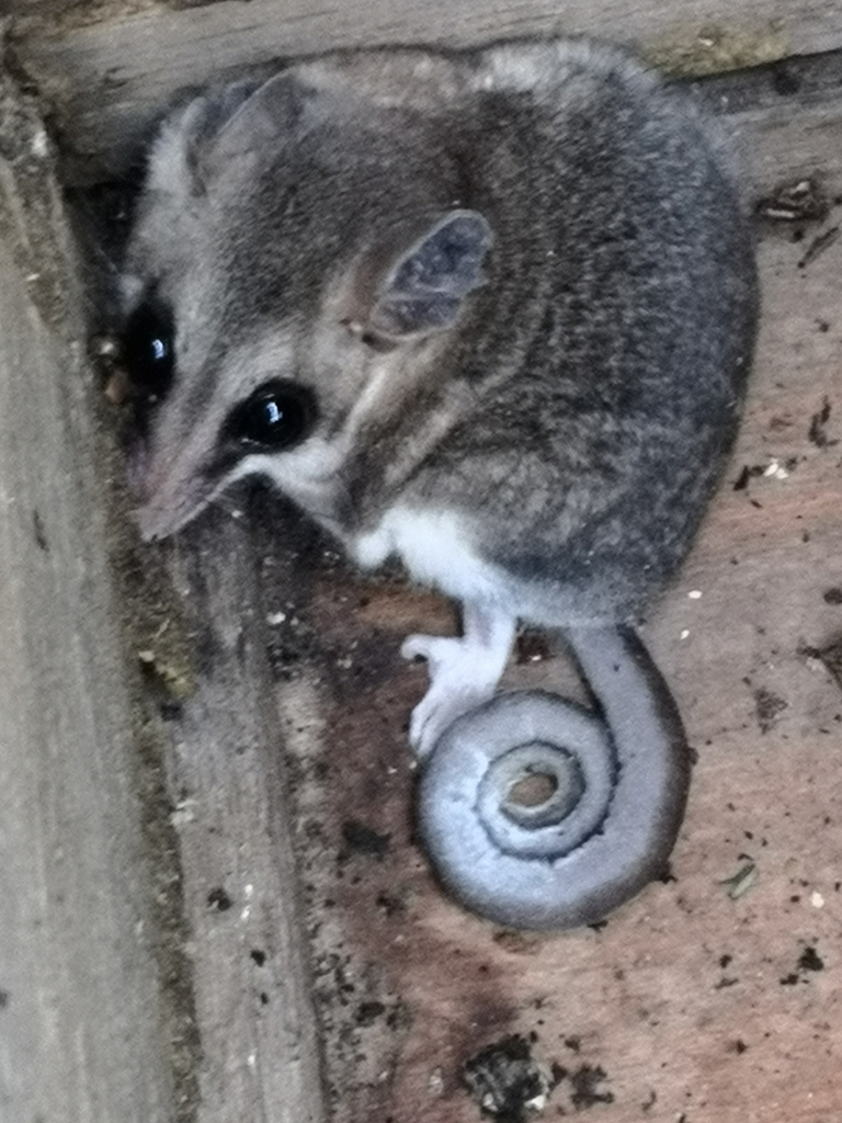Buff-bellied fat-tailed mouse oppossum from Presto, Bolivia on August ...