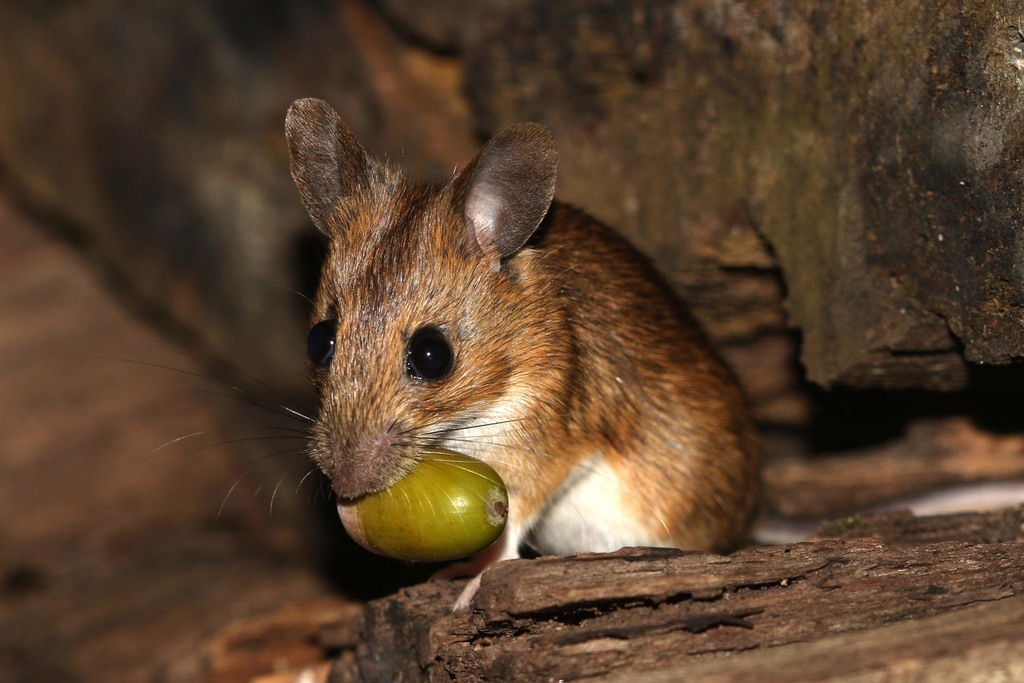 Old World Field Mice and Ryukyu Spiny Rats (Apodemini) - Know Your Mammals