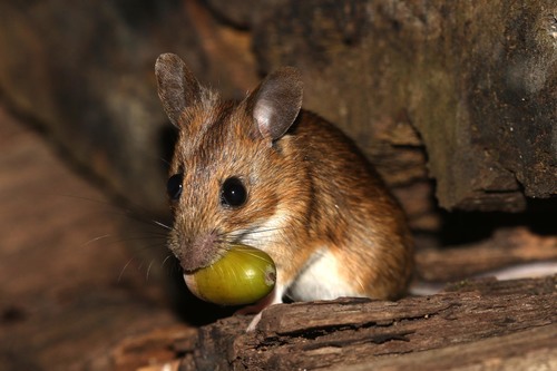 Old World Field Mice and Ryukyu Spiny Rats (Tribe Apodemini) · iNaturalist