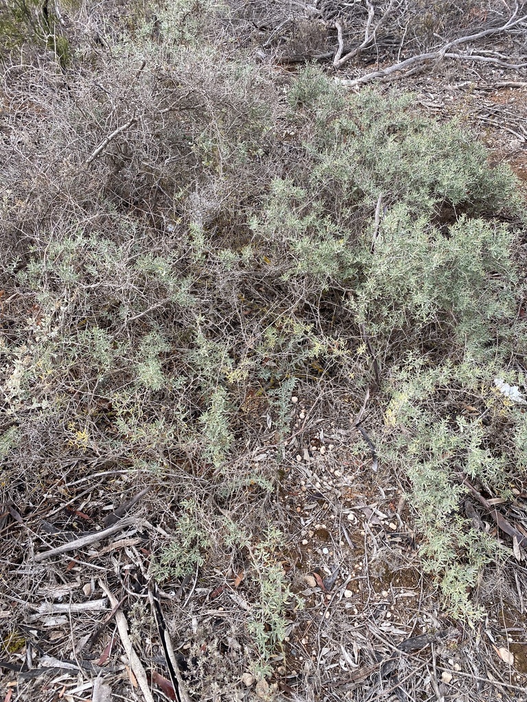 nitre bush from Russack Rd, Kadina, SA, AU on May 7, 2025 at 01:38 PM ...