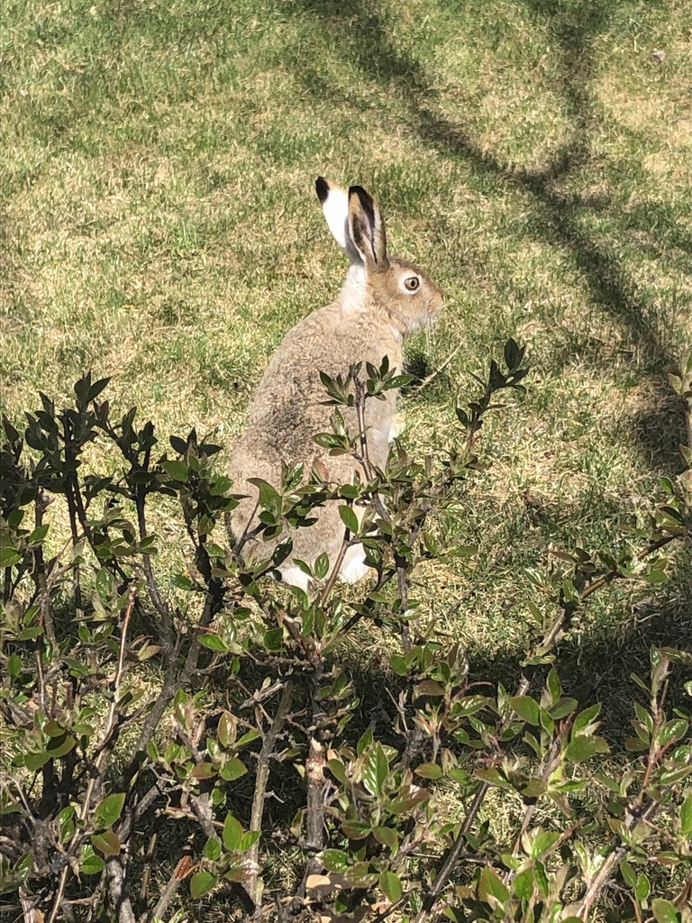 White-tailed Jackrabbit from 26 Ave NE, Calgary, AB, CA on April 26 ...