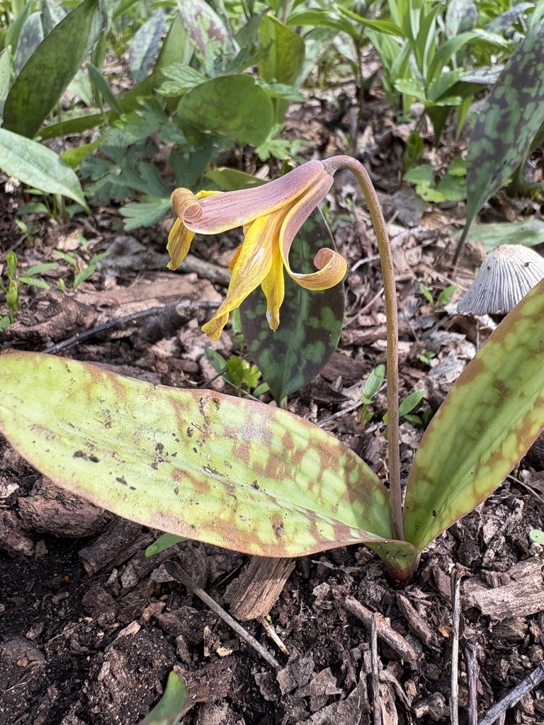 yellow trout lily from Colonial Park, Racine, WI, US on May 07, 2025 at ...